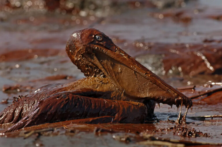 Poluarea apei cu petrol – LECTIA DESPRE APA